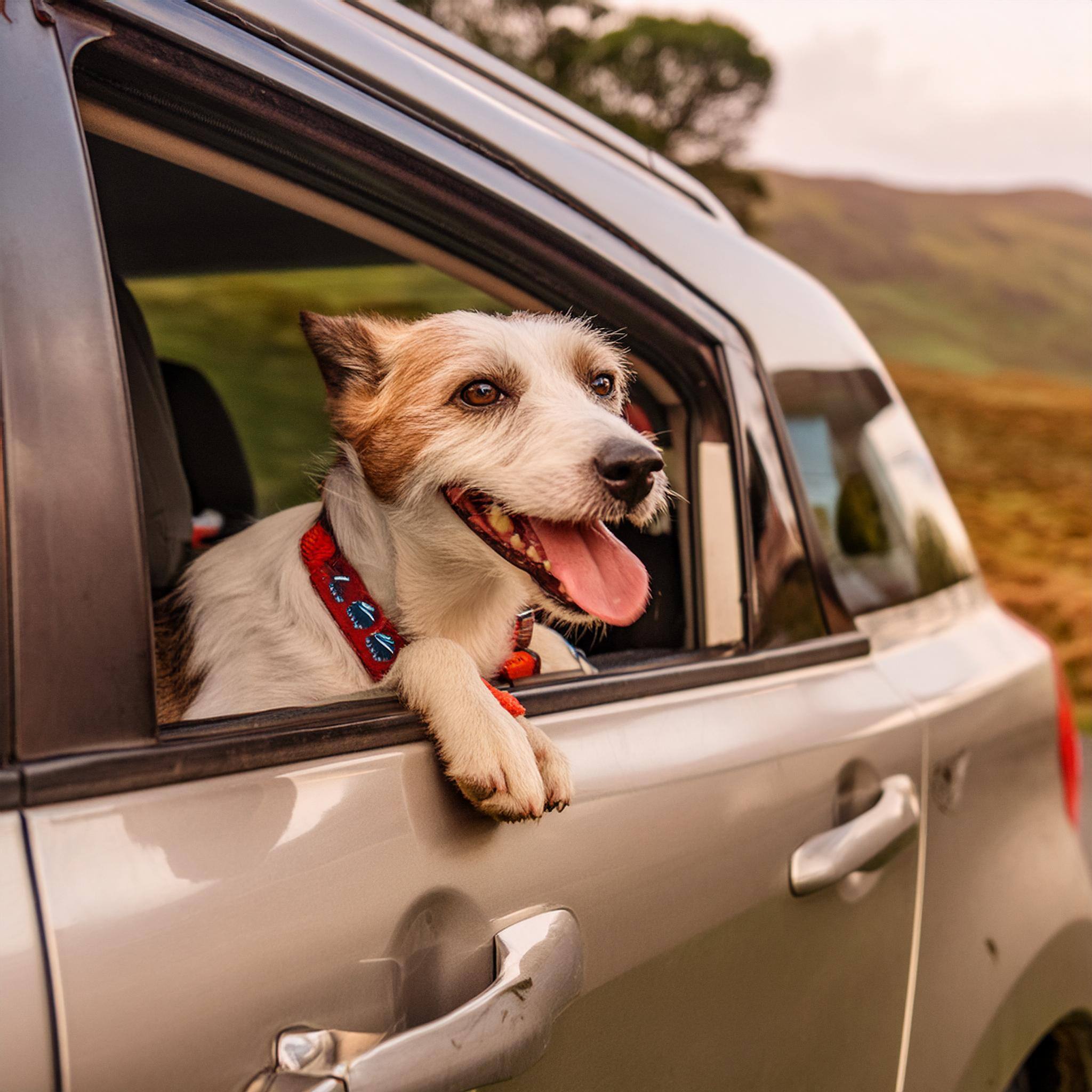 What are the best cars for dogs?